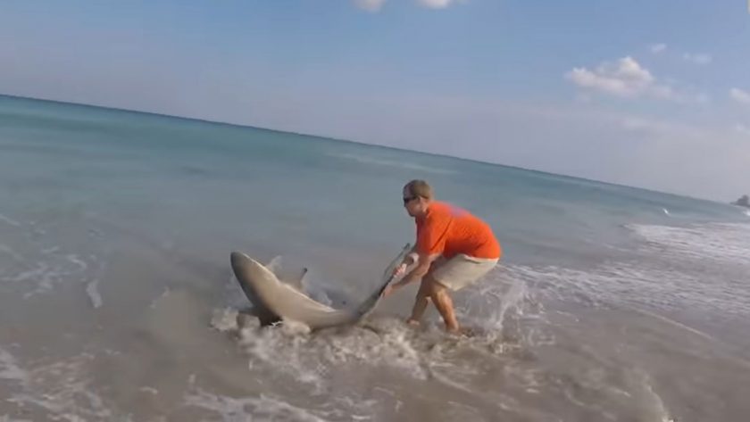 Man pulls shark from ocean to remove hook from its jaw