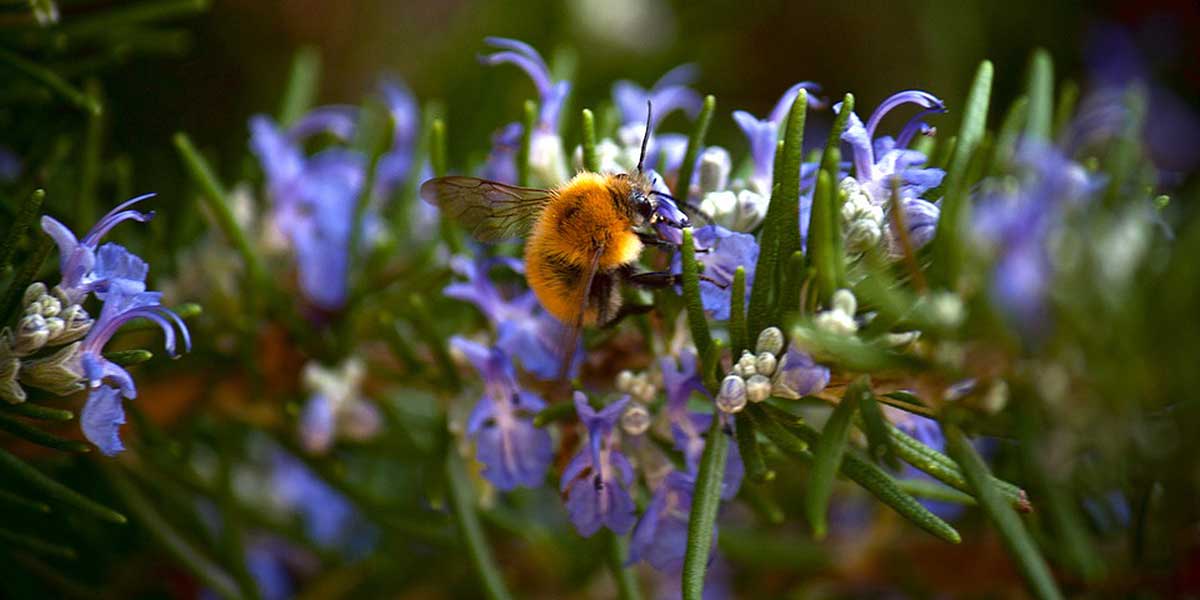 Rewilding is not about keeping people out of nature, but bringing them ...