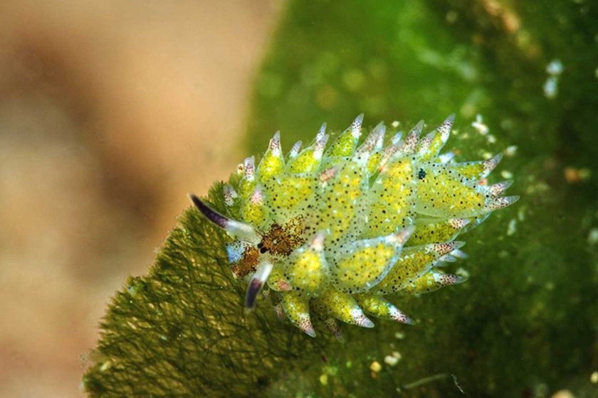 Amazing sea slug eats so much algae it can ‘photosynthesize’