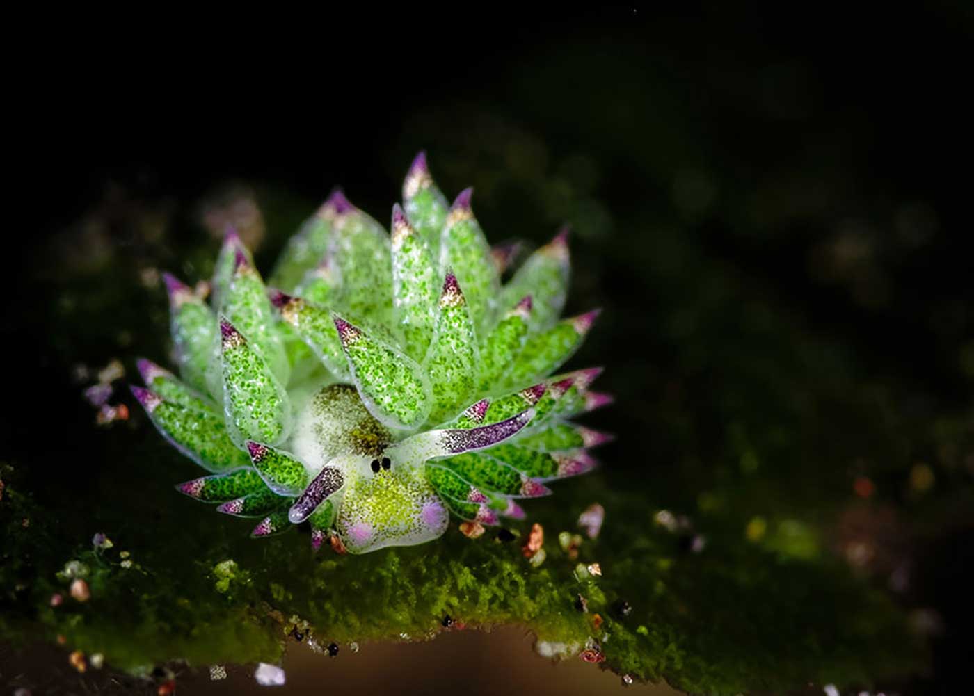 Amazing sea slug eats so much algae it can ‘photosynthesize’
