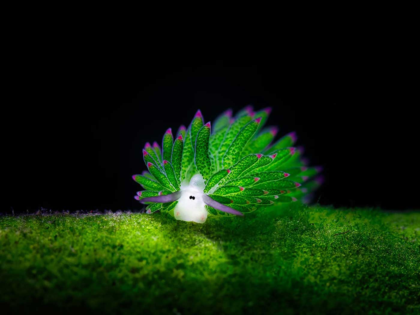 Amazing sea slug eats so much algae it can ‘photosynthesize’