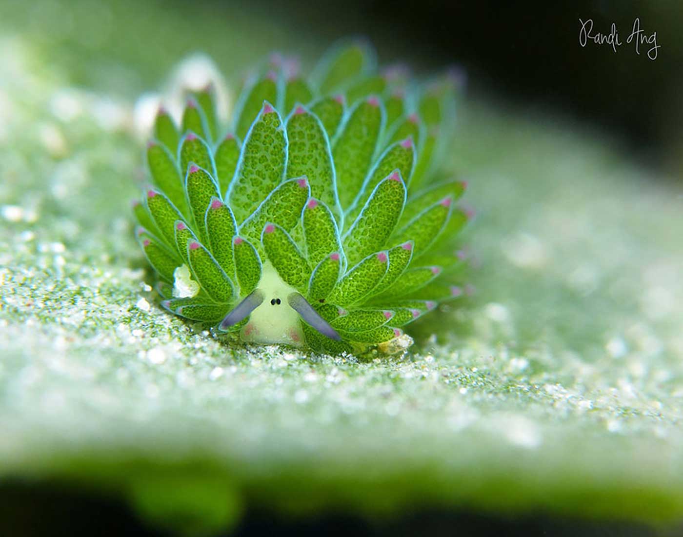 Amazing sea slug eats so much algae it can ‘photosynthesize’