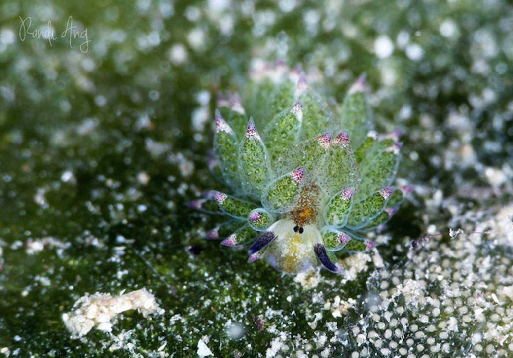 Amazing sea slug eats so much algae it can ‘photosynthesize’