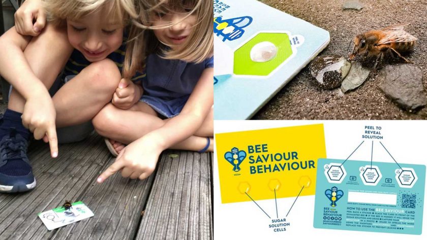 UK inventor creates ‘bee saviour’ cards that fit in your wallet and ...