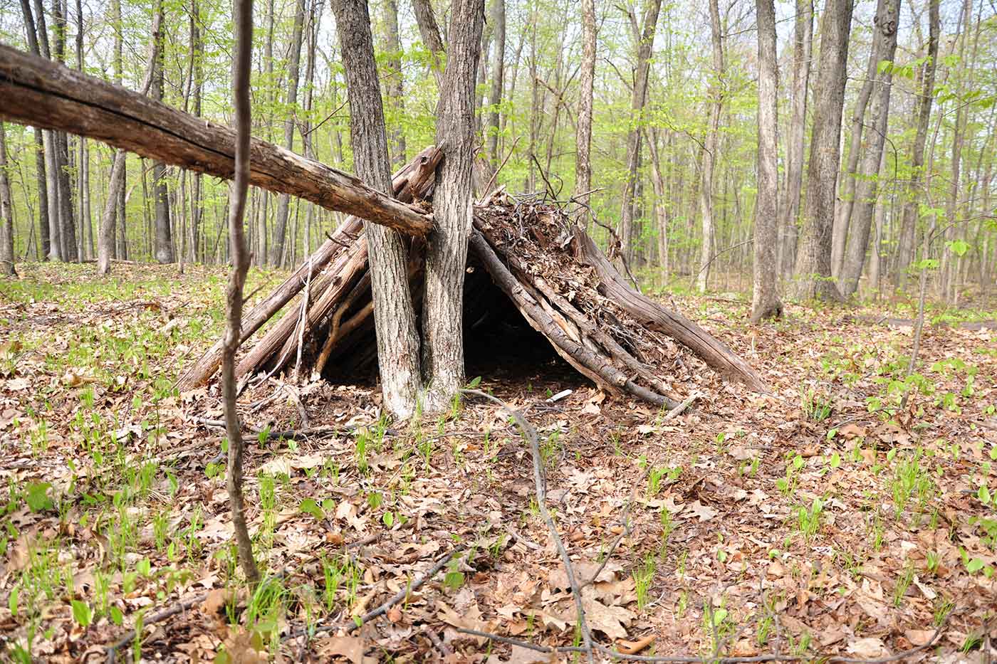 8 tips for teaching wilderness survival skills to your children