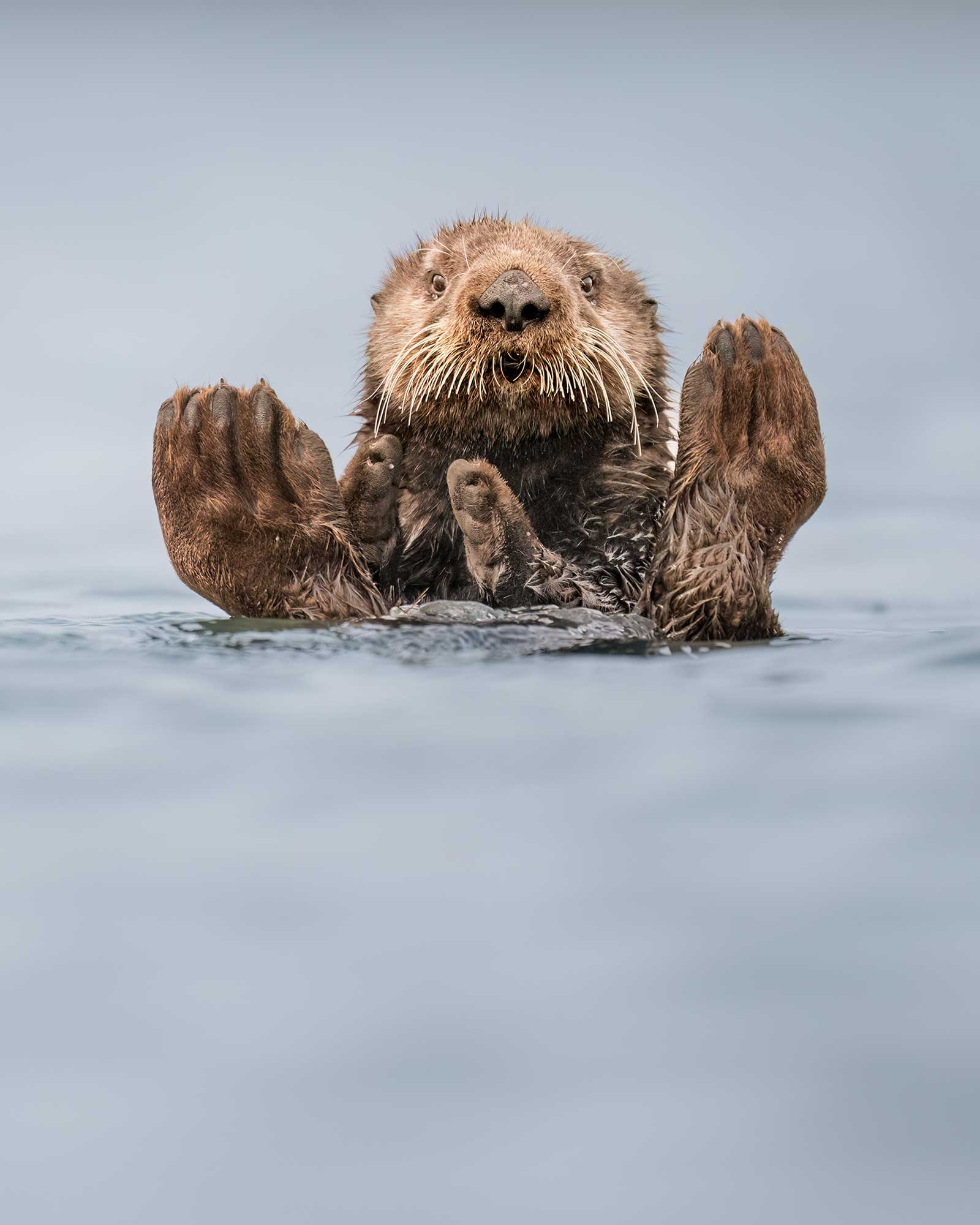 40 fabulously funny finalists from the Comedy Wildlife Photography Awards 2024